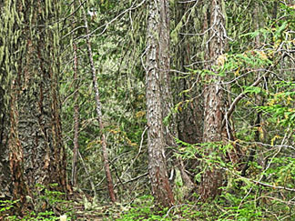 Looking at trees in the Doug