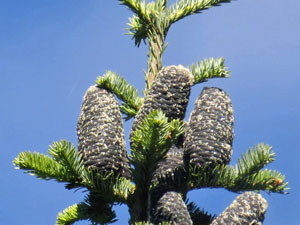 Other Conifers